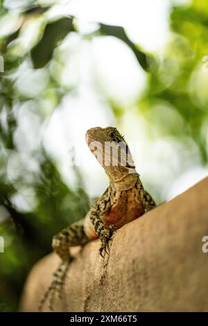 A Wildlife Portrait in Brisbane's Greenery Stock Photo - Alamy