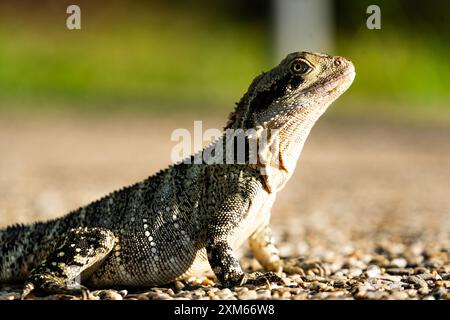 A Wildlife Portrait in Brisbane's Greenery Stock Photo - Alamy