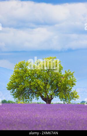 Rows of Lavender and Lavender Fields on Valensole Plateau with lower ...