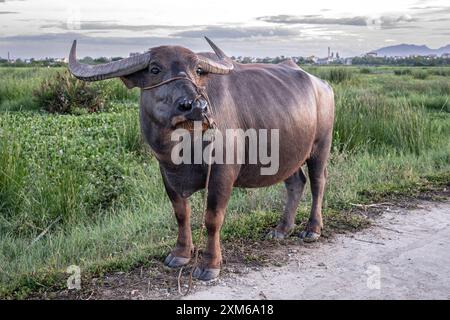 A Vietnamese water buffalo, standing at the edge of a paddy field, at ...