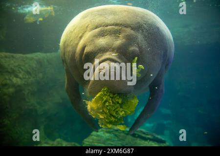 Manatee underwater eating lettuce in an aquarium Stock Photo - Alamy