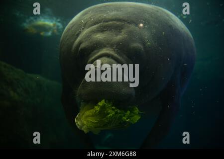 Manatee underwater eating lettuce in an aquarium Stock Photo - Alamy