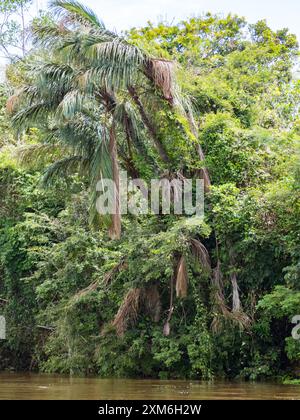 Magic Amazonia. Trees in the water in the rainforest during high water ...