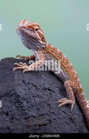Bearded dragon on the rock with black background Stock Photo - Alamy