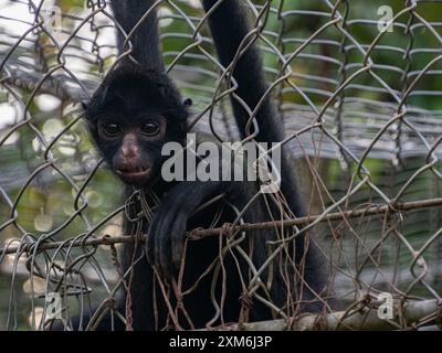 Sad monkey in a cage at the Petting Zoo in Tabatinga, Brazil, Amazonia ...