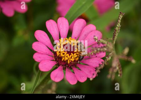 Bee On Light Pink Zinnia Stamens,bee on yellow stamens,Light Pink ...