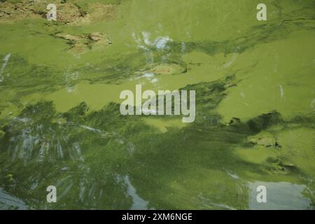 Water pollution by blooming blue green algae - is world environmental ...