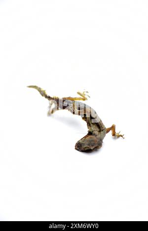 Lizard fossils isolated on white background Stock Photo - Alamy