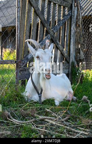 a goat with a harness on sitting in the grass Stock Photo - Alamy