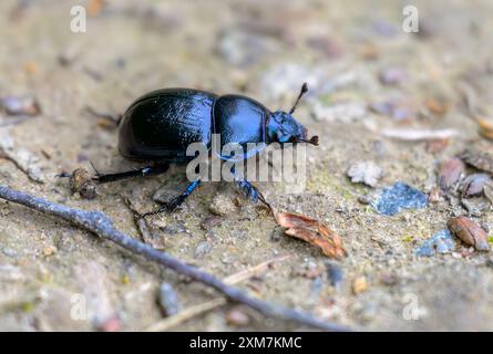 A striking Dor beetle (Geotrupes stercorarius) which shines blue or ...