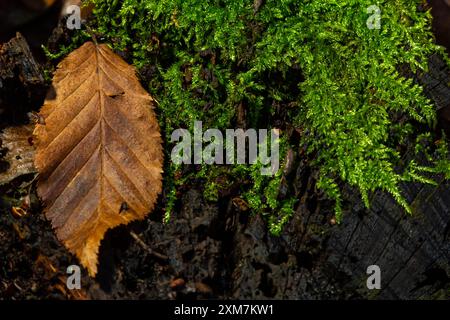 Precious drops of water from the morning dew covering an isolated plant ...