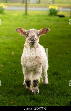 Spring is the lambing season in Scotland and Torsonce Mains Farm is ...