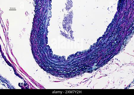 Artery in thin section under a light microscope times 40 magnification ...
