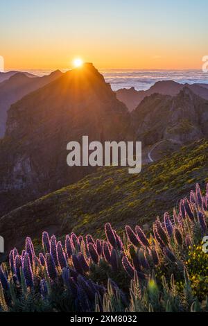 Pico do Arieiro. Mountains and Blooming Pride of Madeira Flowers at ...