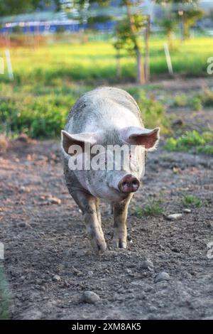 A pig fully covered in mud enjoys a playful moment on a farm. The image ...