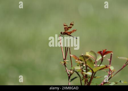 Halloween pennant dragonfly flying Stock Photo - Alamy
