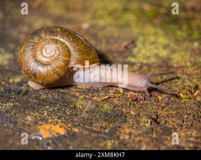 Robust Lancetooth Snail (Haplotrema vancouverense) Mollusca Stock Photo ...
