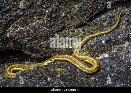 Northwestern Garter Snake (Thamnophis ordinoides Stock Photo - Alamy
