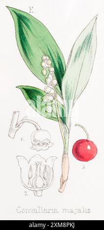 Lily of the Valley Drawing Stock Photo - Alamy