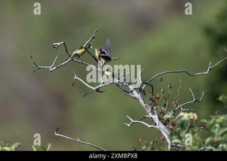 Mother Lesser Goldfinch bird has regurgitated food used to feed her ...