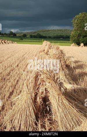 Traditional Corn Stooks, Devon, UK Stock Photo - Alamy