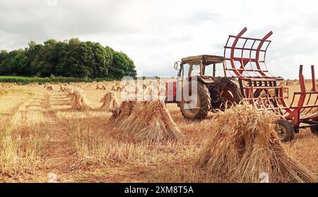 Traditional Corn Stooks, Devon, UK Stock Photo - Alamy