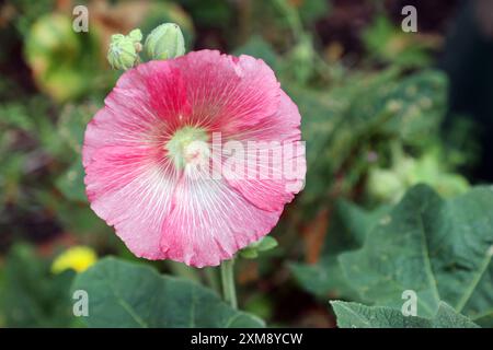 Die Gewöhnliche Stockrose Alcea rosea ist eine Pflanzenart aus der ...