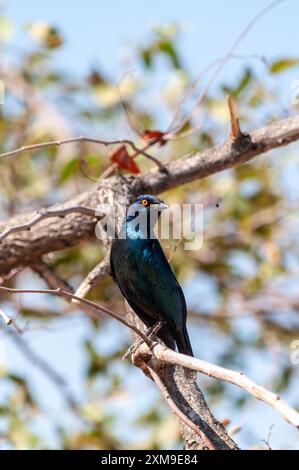 Telephoto of a pale-winged starling - Onychognathus nabouroup- sitting ...