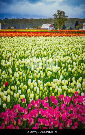 Tulip flowers, close-up, SKAGIT VALLEY WASHINGTON Stock Photo - Alamy