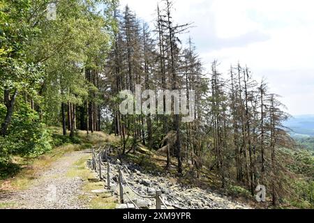 Forest dieback in the Hunsrueck-Hochwald National Park with dead ...