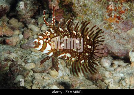 Tree wrasse (Novaculichthys taeniourus), rockmover, juvenile form ...