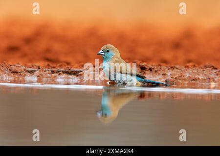 Angolan butterfly finch (Uraeginthus angolensis), blue-eared butterfly ...