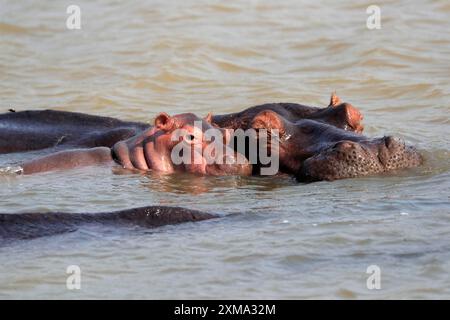 Hippopotamus (Hippopatamus amphibius), adult, juvenile, in water ...