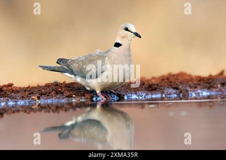Coot Pigeon (Streptopelia capicola), Cape Pigeon, adult, at the water ...