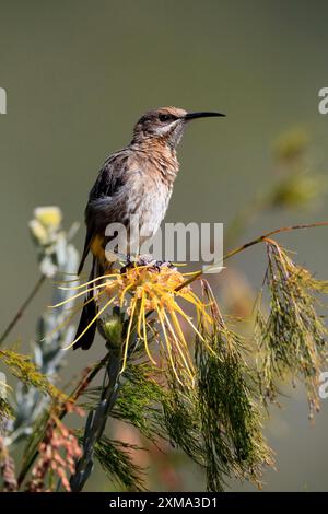 Cape Honeybird (Promerops cafer), adult, female, perch, Kirstenbosch ...