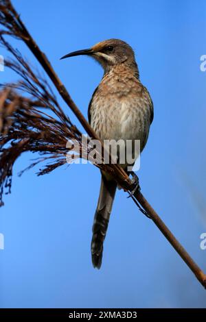 Cape Honeybird (Promerops cafer), adult, female, perch, Kirstenbosch ...