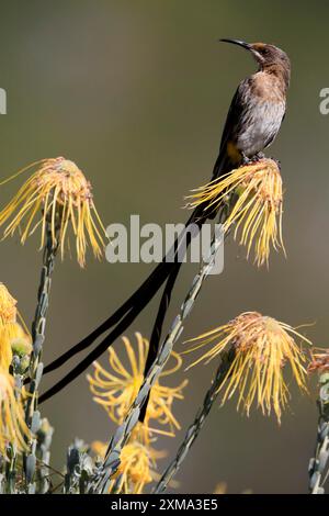 Cape Honeybird (Promerops cafer), adult, male, singing, on flower ...