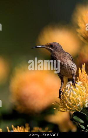 Cape Honeybird (Promerops cafer), adult, female, on flower, Protea ...