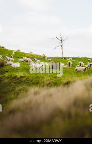 Lone large tree in a grass field in Adare Ireland Stock Photo - Alamy