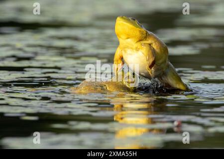 Bull frogs Lithobates catesbeianus. Male bull frog jumping on another ...