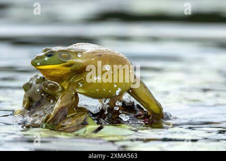 Bull frogs Lithobates catesbeianus. Male bull frog jumping on another ...