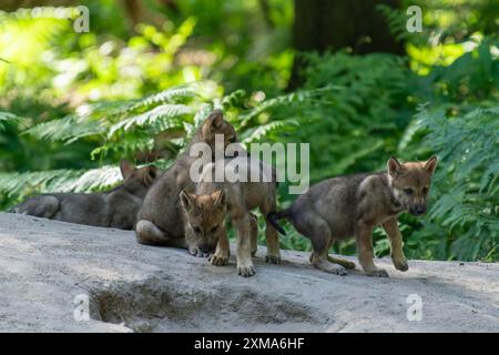 A group of wolf pups explore a path in the forest together, European ...