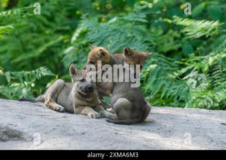 Three wolf pups playing together on a rock in a green forest, European grey gray wolf (Canis ...