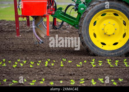Lettuce plants, in press pots, they are planted in a field with a ...