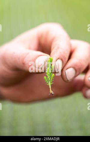 Garden nursery, cuttings, heather, broom heather plants, Calluna ...