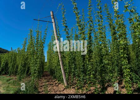 Hop growing area of the Bitburger brewery, Siegelhopfen, for the ...