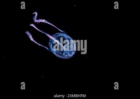 This jellyfish, Manokia stiasnyi, was photographed at night in open ...