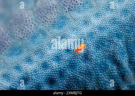 BRIGHT BLUE STARFISH. Linckia laevigata PHYLUM ECHINODERMATA. CLASS ...