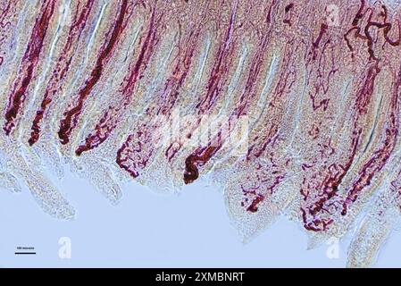 Small intestine injected transverse section under a light microscope ...