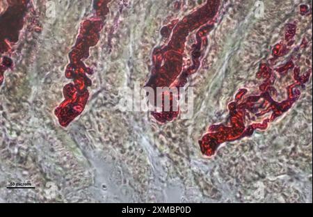 Small intestine injected transverse section under a light microscope ...